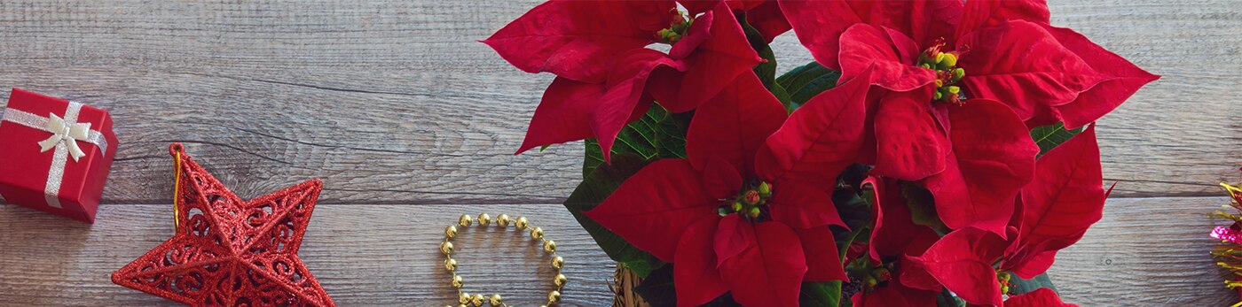 Poinsettia Day | Pearson Canada